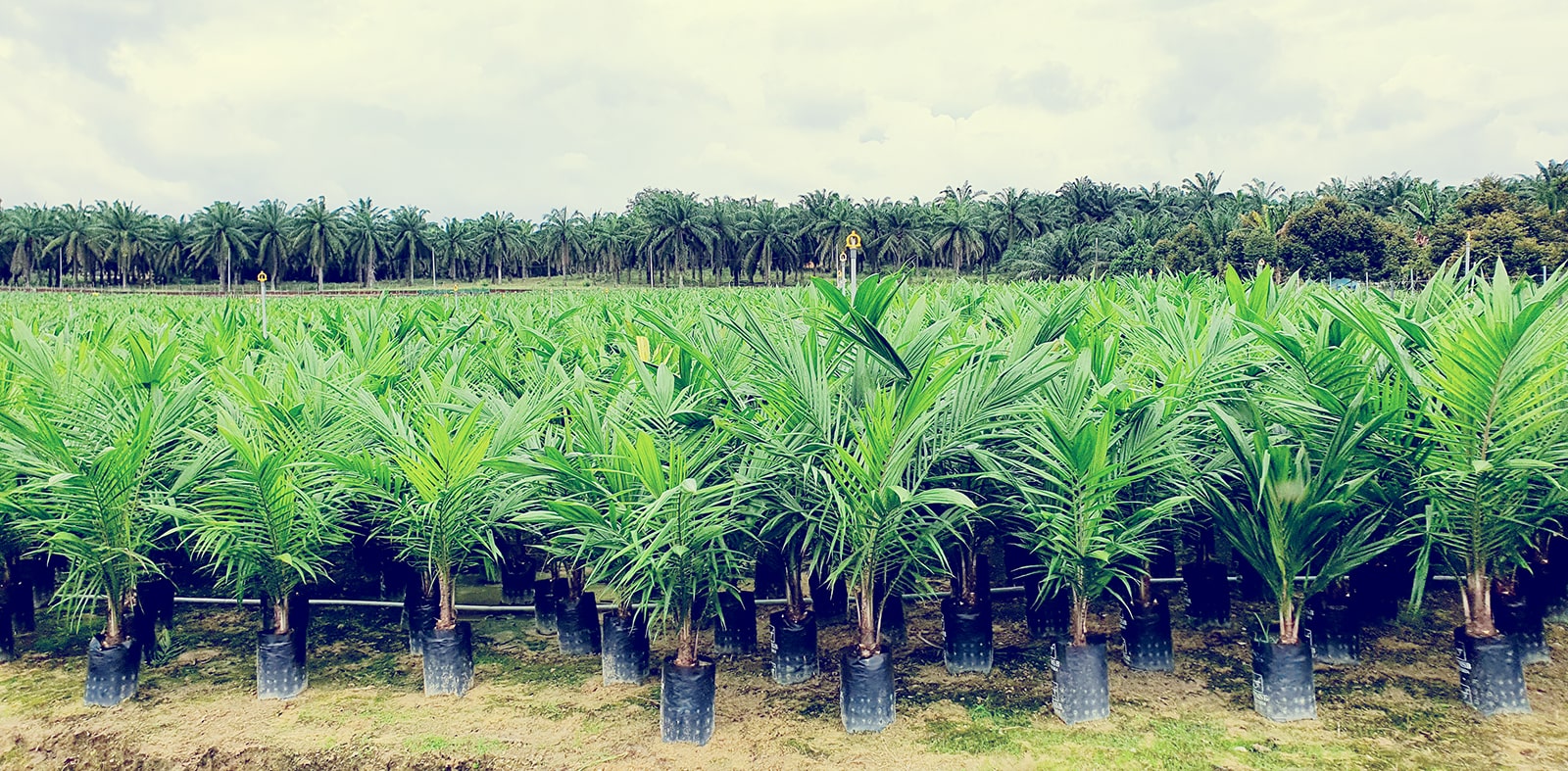 Panduan Memilih Benih Kelapa Sawit yang Terbaik untuk Kejayaan Tanaman ...