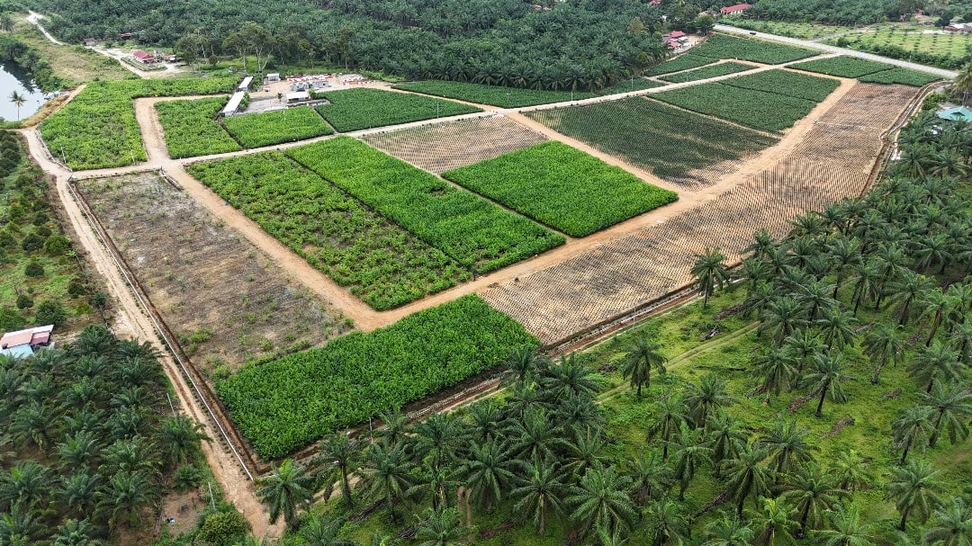 Terragreen Nursery: Pembekal Anak Pokok Sawit Berkualiti Tinggi